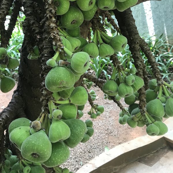 Ficus auriculata | Elephant ear fig - Green Cover Initiative