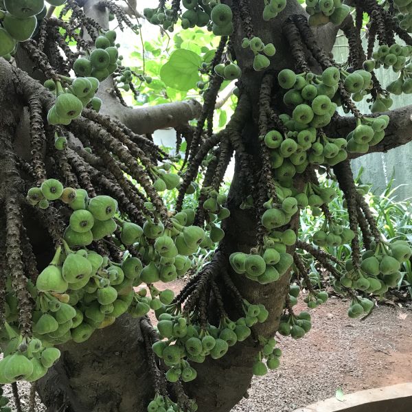 Ficus auriculata | Elephant ear fig - Green Cover Initiative