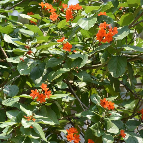 Cordia sebestena | Geiger tree | Scarlet cordia - Indian tree catalog - GCI