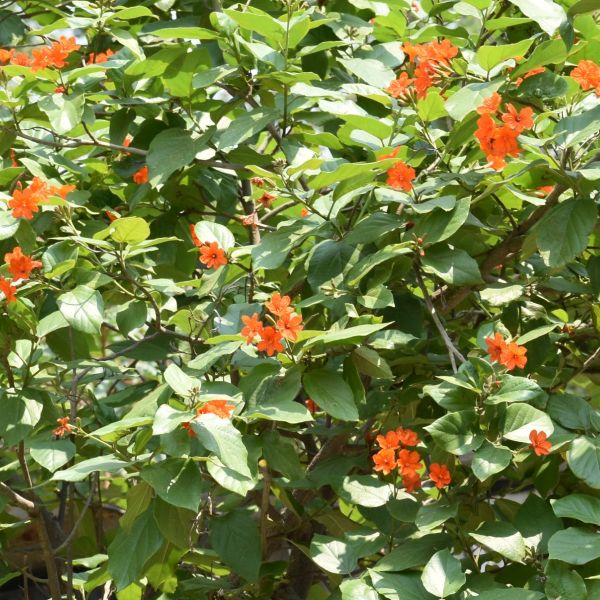 Cordia sebestena | Geiger tree | Scarlet cordia - Indian tree catalog - GCI