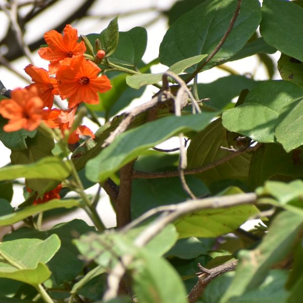 Cordia sebestena | Geiger tree | Scarlet cordia - Indian tree catalog - GCI
