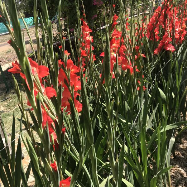 Gladiolus | Glads - Flowering plants from Green Cover Initiative