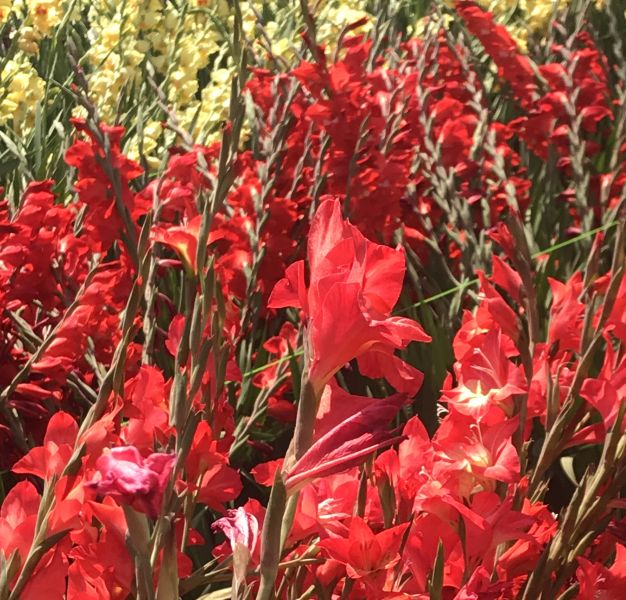 Gladiolus | Glads - Flowering plants from Green Cover Initiative