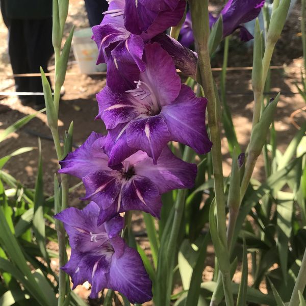 Gladiolus | Glads - Flowering plants from Green Cover Initiative