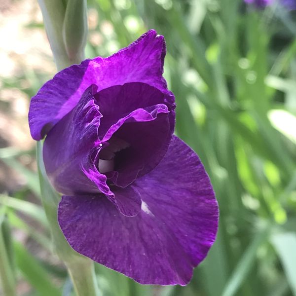 Gladiolus | Glads - Flowering plants from Green Cover Initiative