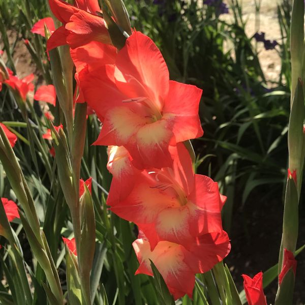 Gladiolus | Glads - Flowering plants from Green Cover Initiative