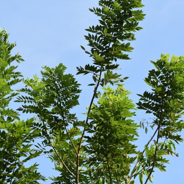 Gliricidia sepium - Trees list - Green Cover Initiative