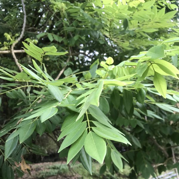 Gliricidia sepium - Trees list - Green Cover Initiative