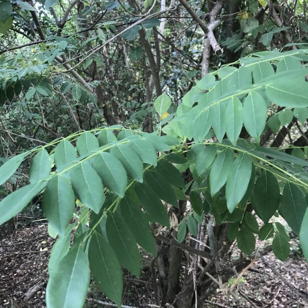 Gliricidia sepium - Trees list - Green Cover Initiative