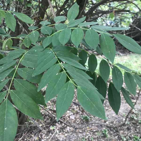 Gliricidia sepium - Trees list - Green Cover Initiative