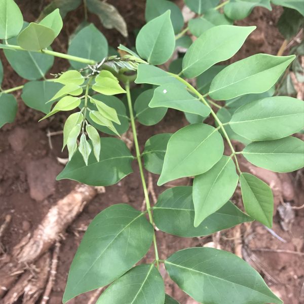 Gliricidia sepium - Trees list - Green Cover Initiative