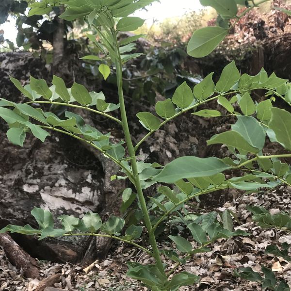 Gliricidia sepium - Trees list - Green Cover Initiative