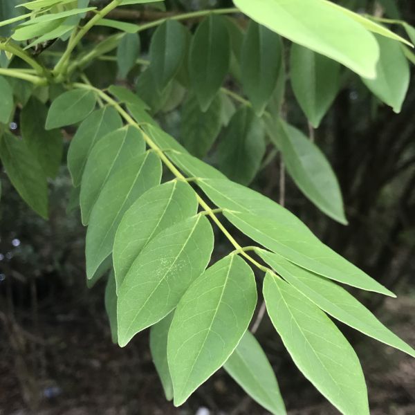 Gliricidia sepium - Trees list - Green Cover Initiative