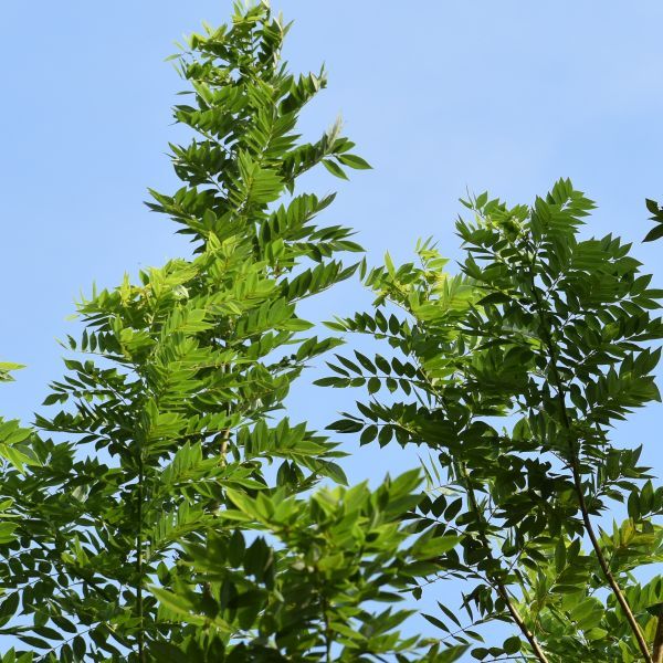 Gliricidia sepium - Trees list - Green Cover Initiative