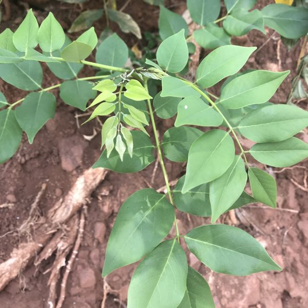 Gliricidia sepium - Trees list - Green Cover Initiative