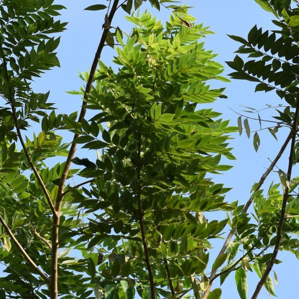 Gliricidia sepium - Trees list - Green Cover Initiative