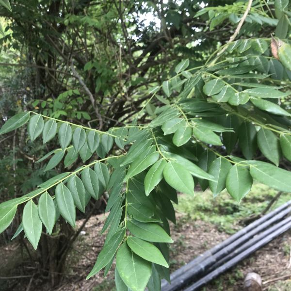 Gliricidia sepium - Trees list - Green Cover Initiative