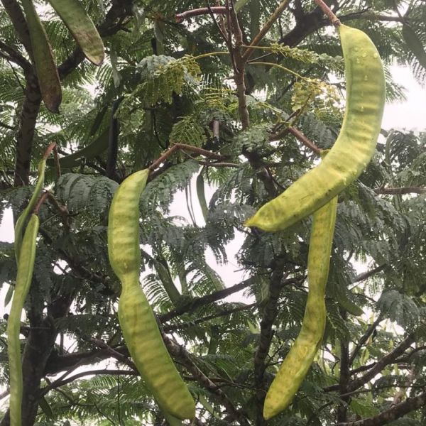 Delonix Regia | Gulmohar | Royal Poinciana | May flower tree | Flame of ...