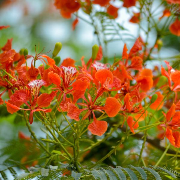 Delonix Regia | Gulmohar | Royal Poinciana | May flower tree | Flame of ...