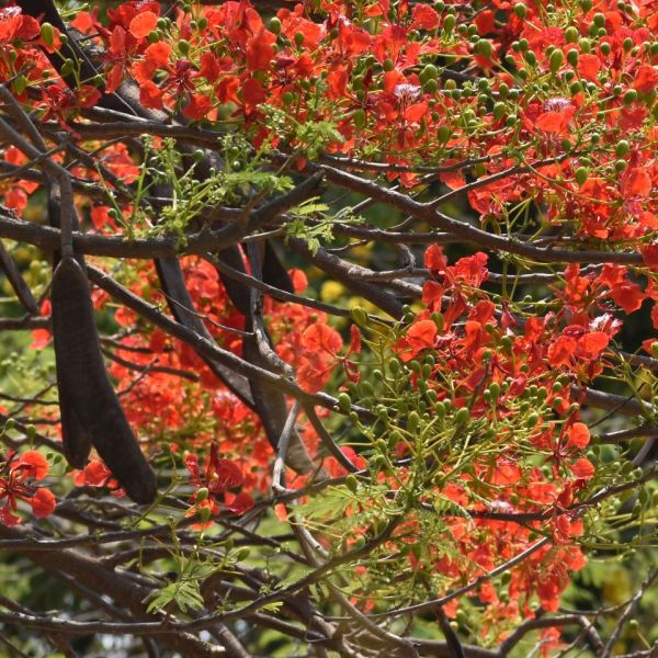 Delonix Regia | Gulmohar | Royal Poinciana | May flower tree | Flame of ...