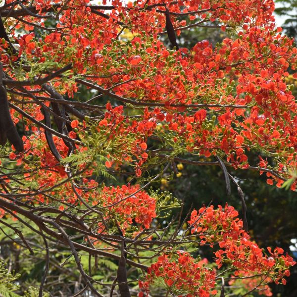 Delonix Regia | Gulmohar | Royal Poinciana | May flower tree | Flame of ...
