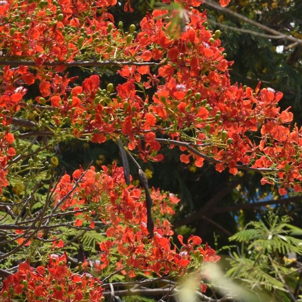 Delonix Regia | Gulmohar | Royal Poinciana | May flower tree | Flame of ...