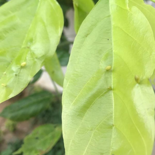 Millettia Pinnata | Indian beech tree | Pongamia Pinnata | Honge ...