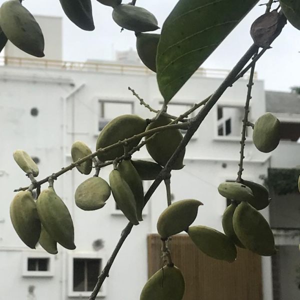 Millettia Pinnata | Indian beech tree | Pongamia Pinnata | Honge ...