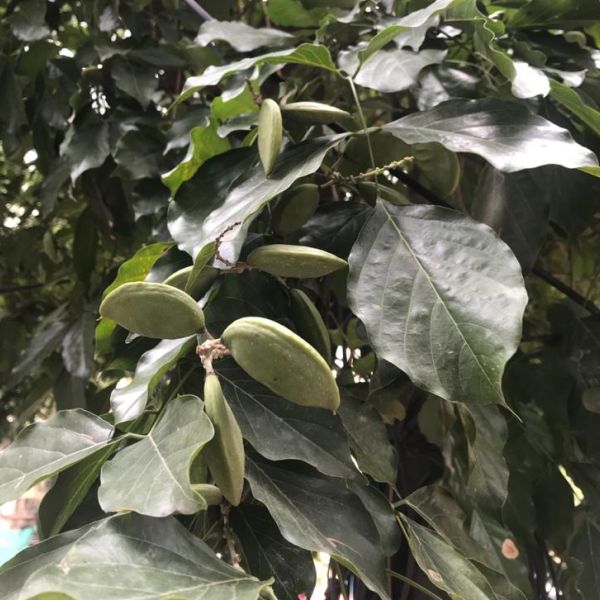 Millettia Pinnata | Indian beech tree | Pongamia Pinnata | Honge ...