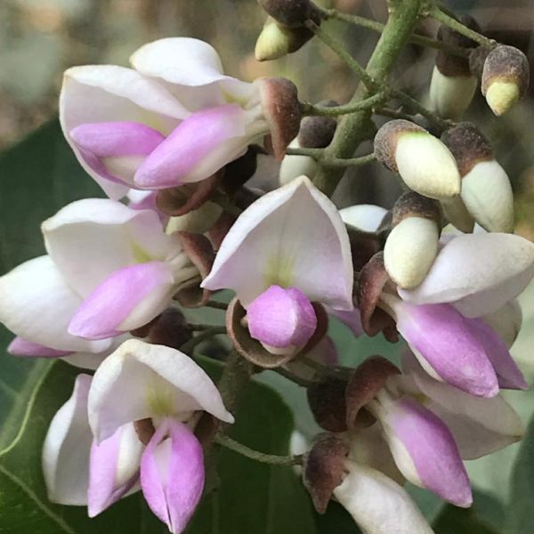 Millettia Pinnata | Indian beech tree | Pongamia Pinnata | Honge ...