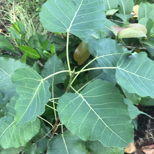Ficus religiosa | Sacred fig tree | Peepal tree - Green Cover Initiative