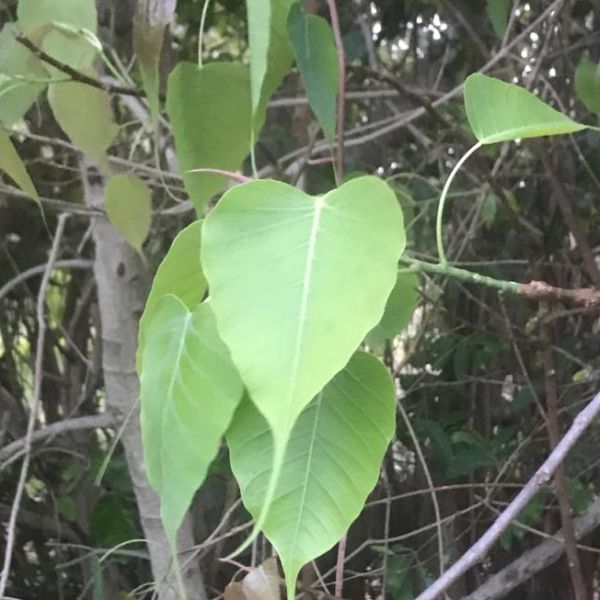 Ficus religiosa | Sacred fig tree | Peepal tree - Green Cover Initiative