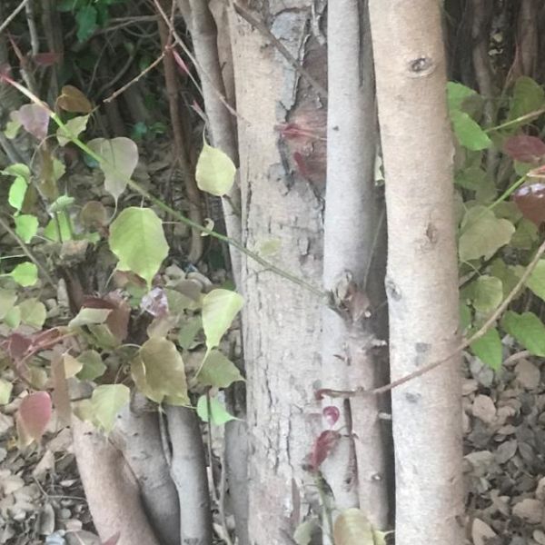 Ficus religiosa | Sacred fig tree | Peepal tree - Green Cover Initiative