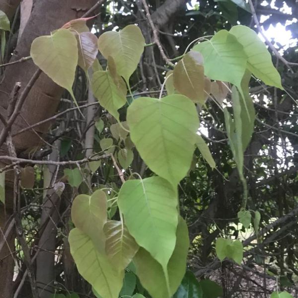 Ficus religiosa | Sacred fig tree | Peepal tree - Green Cover Initiative