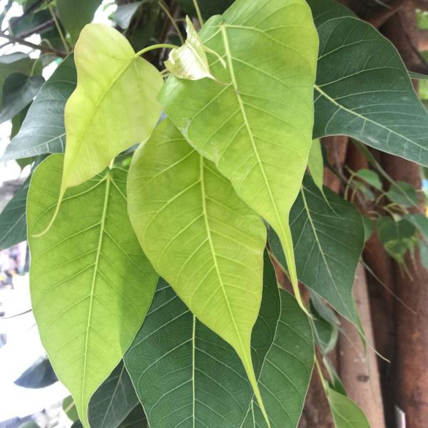 Ficus religiosa | Sacred fig tree | Peepal tree - Green Cover Initiative