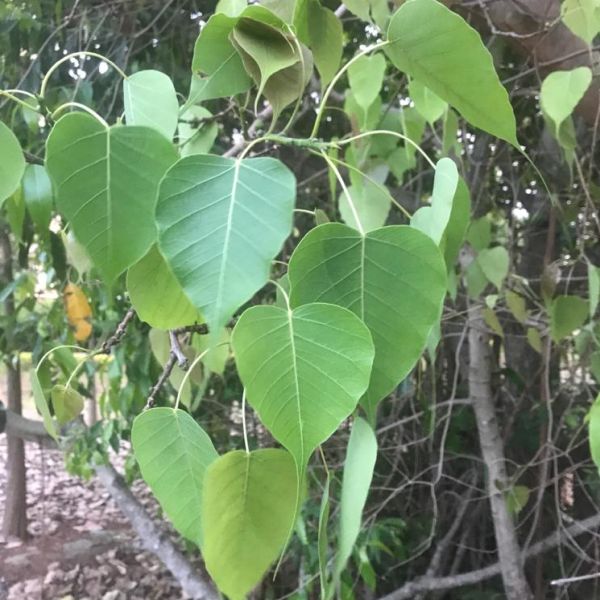 Ficus religiosa | Sacred fig tree | Peepal tree - Green Cover Initiative