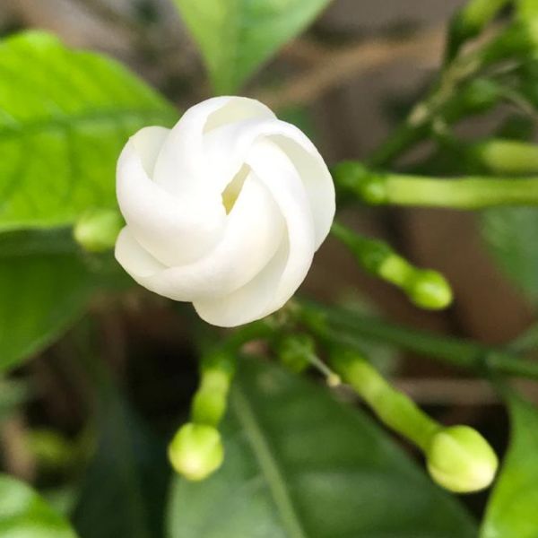 Tabernaemontana Divaricata | Pinwheel flower | Crape jasmine, Tagar plant