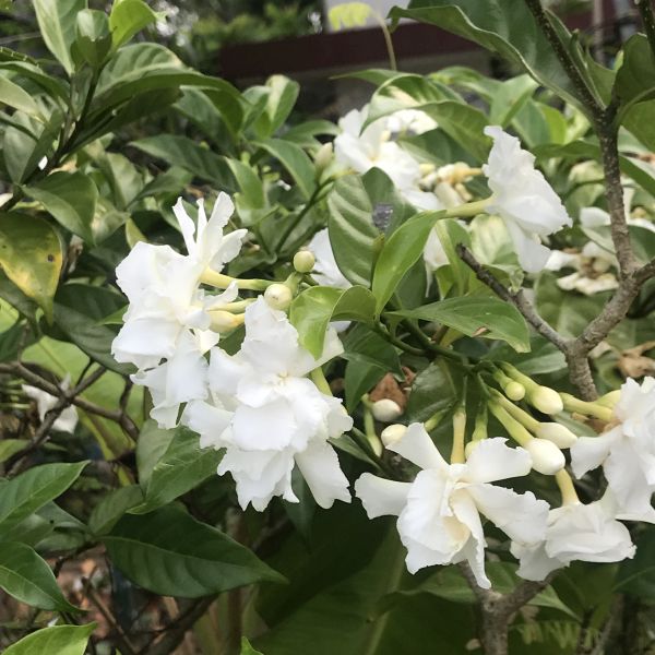 Tabernaemontana Divaricata | Pinwheel flower | Crape jasmine, Tagar plant