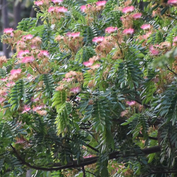 Samanea saman | Rain tree | Monkeypod - Green Cover Initiative