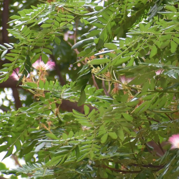 Samanea saman | Rain tree | Monkeypod - Green Cover Initiative