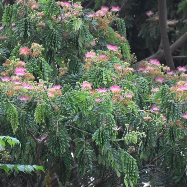 Samanea saman | Rain tree | Monkeypod - Green Cover Initiative