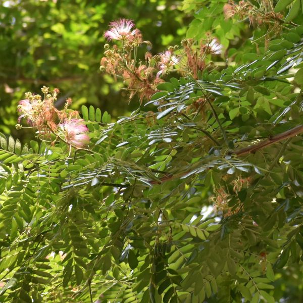 Samanea saman | Rain tree | Monkeypod - Green Cover Initiative