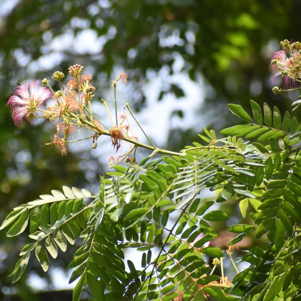 Samanea saman | Rain tree | Monkeypod - Green Cover Initiative