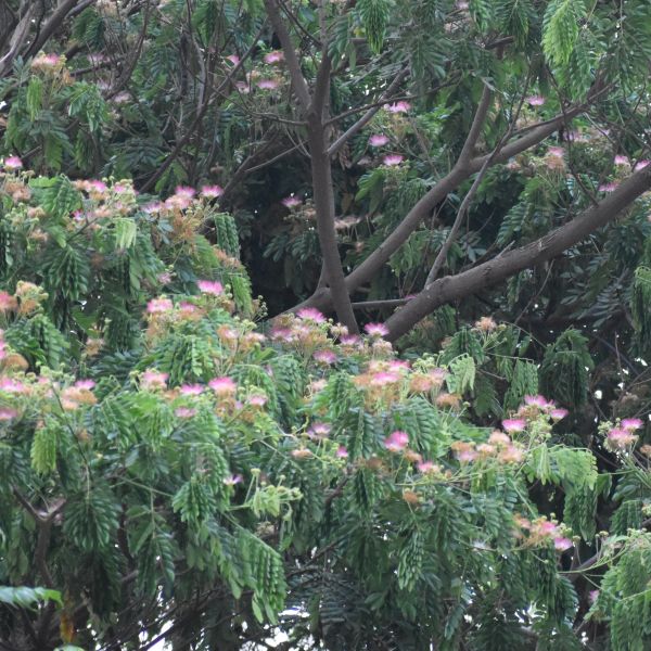 Samanea saman | Rain tree | Monkeypod - Green Cover Initiative