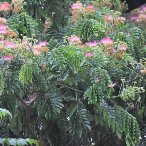 Samanea saman | Rain tree | Monkeypod - Green Cover Initiative