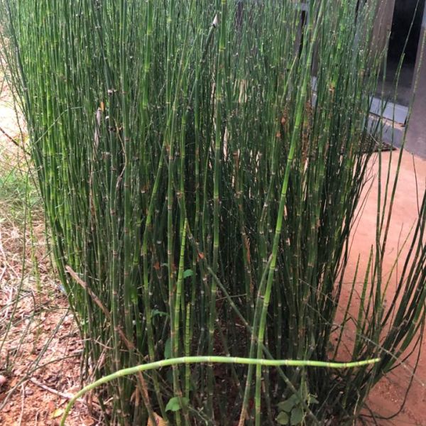 Equisetum hyemale | Rough horsetail - Leafy plants catalog - GCI