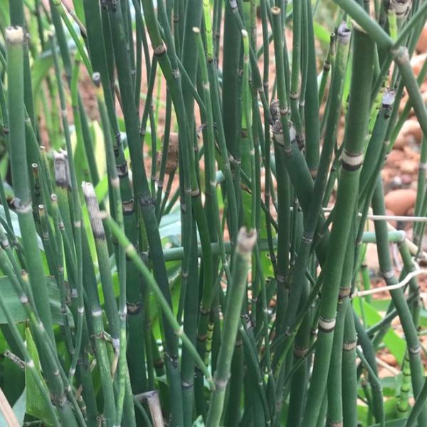 Equisetum hyemale | Rough horsetail - Leafy plants catalog - GCI