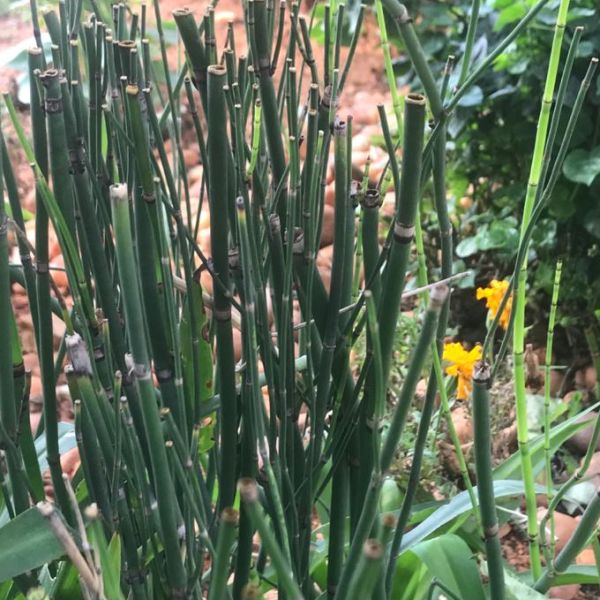 Equisetum hyemale | Rough horsetail - Leafy plants catalog - GCI