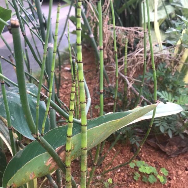 Equisetum hyemale | Rough horsetail - Leafy plants catalog - GCI