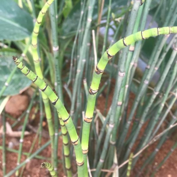 Equisetum hyemale | Rough horsetail - Leafy plants catalog - GCI